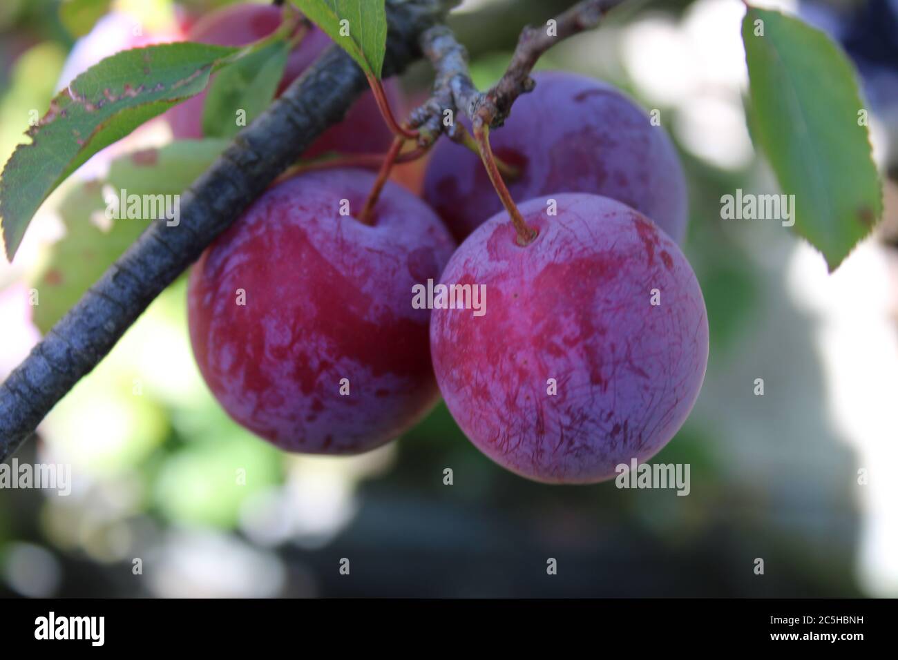 Common plum(Prunus domestica) fruit on plum tree in the garden Stock ...