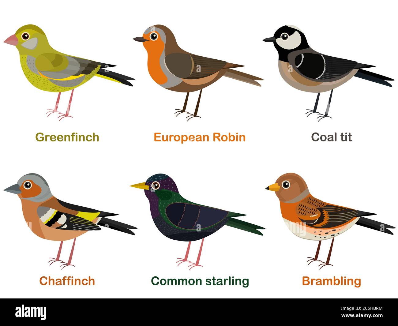 Vector illustration set of cute European bird cartoons - greenfinch ...