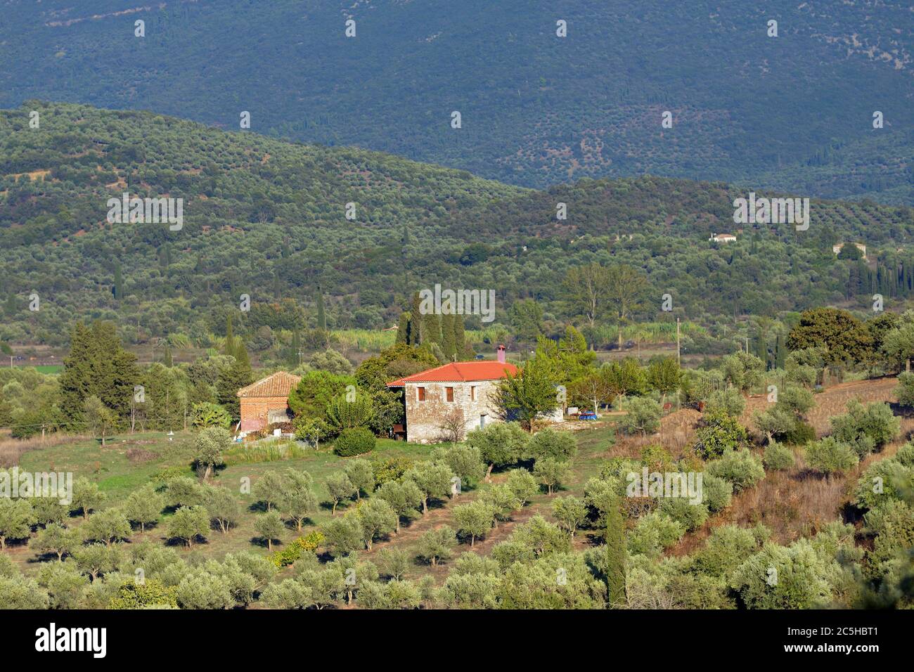 Rural landscape with farmhouse and olive garden. Messenia, Greece Stock ...