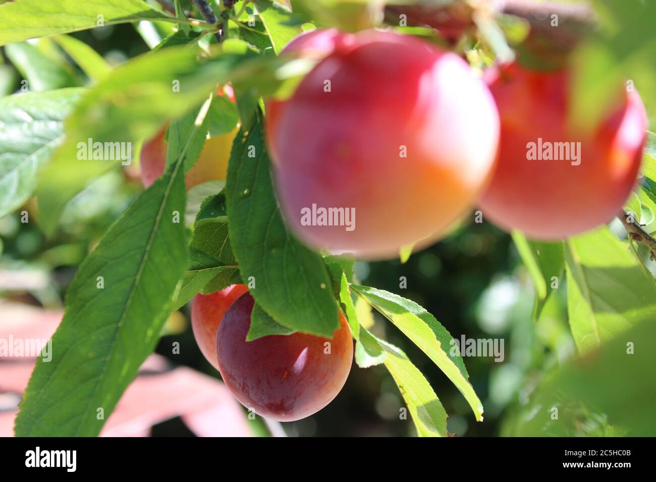 Common plum tree prunus domestica hi-res stock photography and images ...