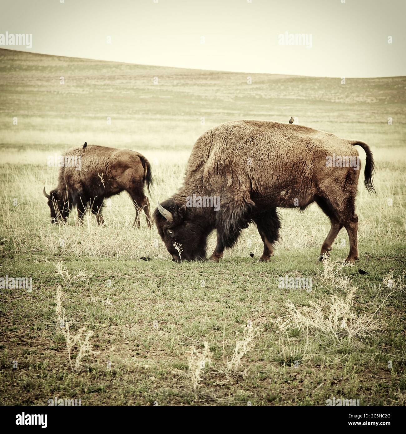 Bison herd 19th century hi-res stock photography and images - Alamy