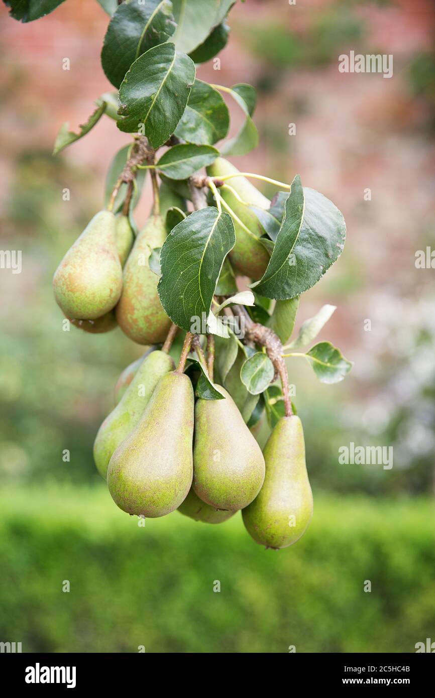 Ready to pick Conference pears weighing down the branch of a pear tree ...