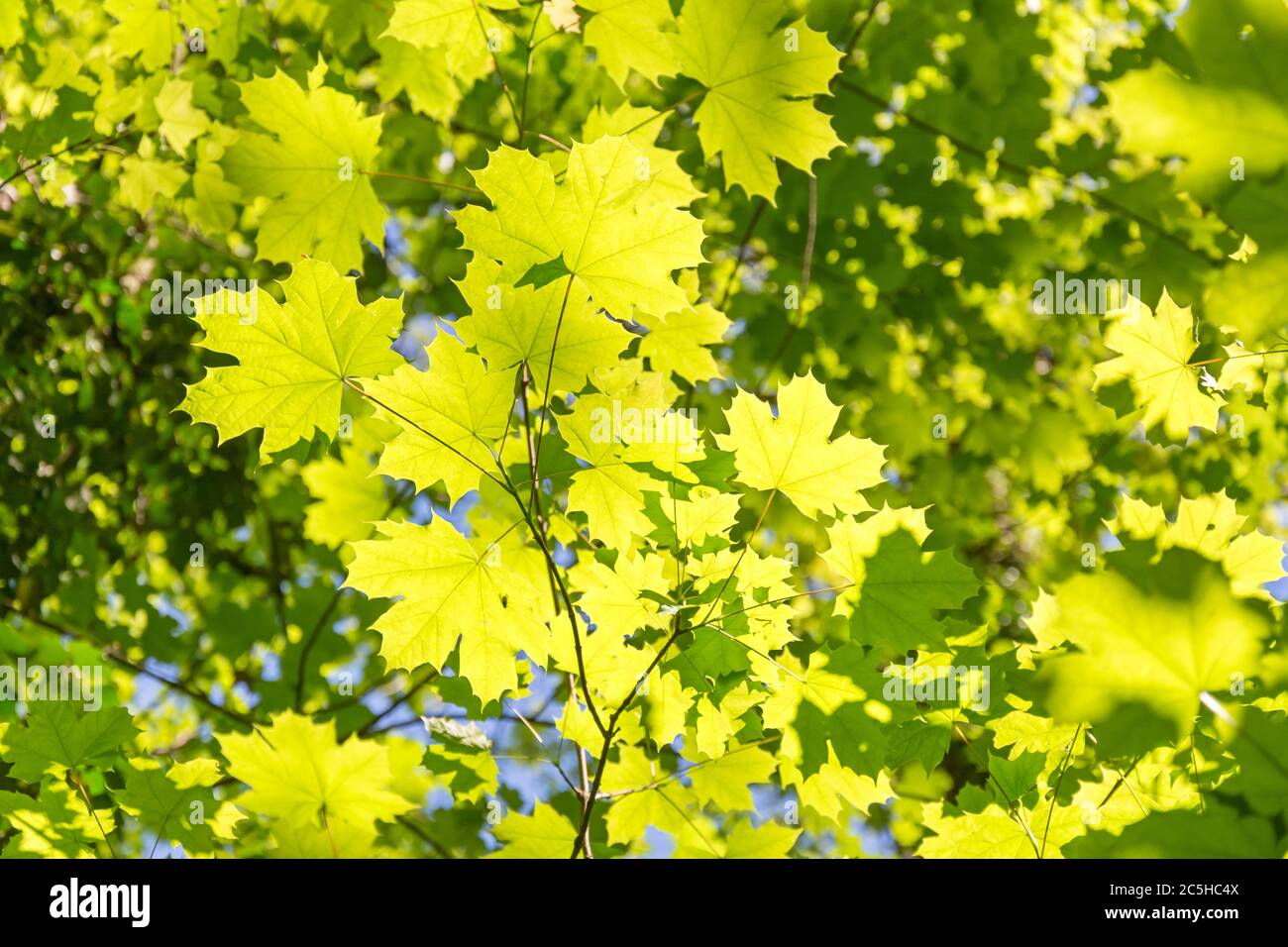 Maples leaves hi-res stock photography and images - Alamy