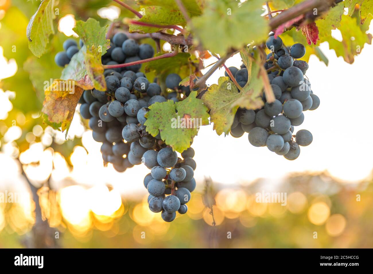 Moving wine grapes from hi-res stock photography and images - Alamy