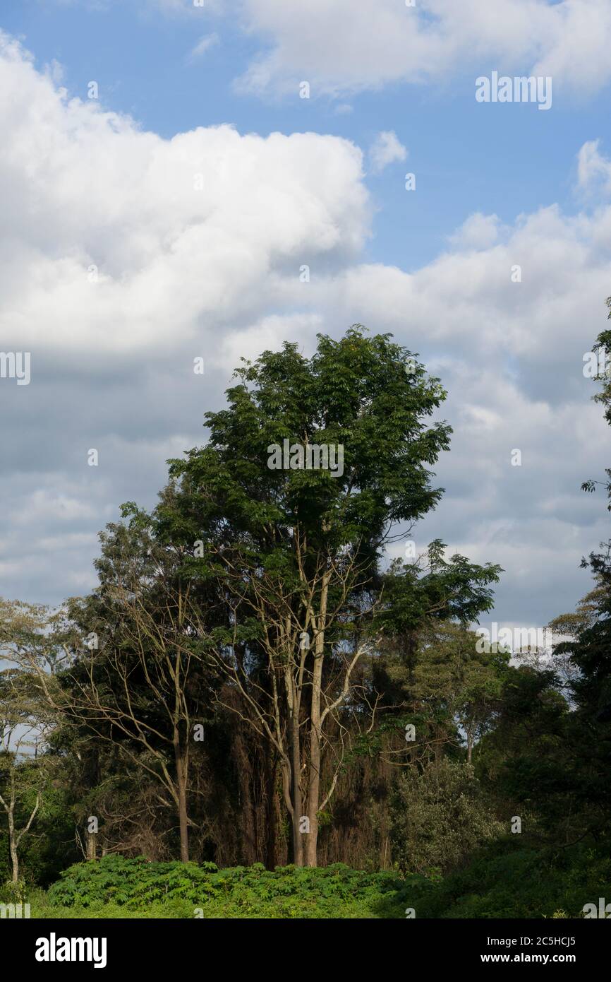 Trees, race course, Nairobi, Kenya 18 May 2018View of Ngong Forest ...
