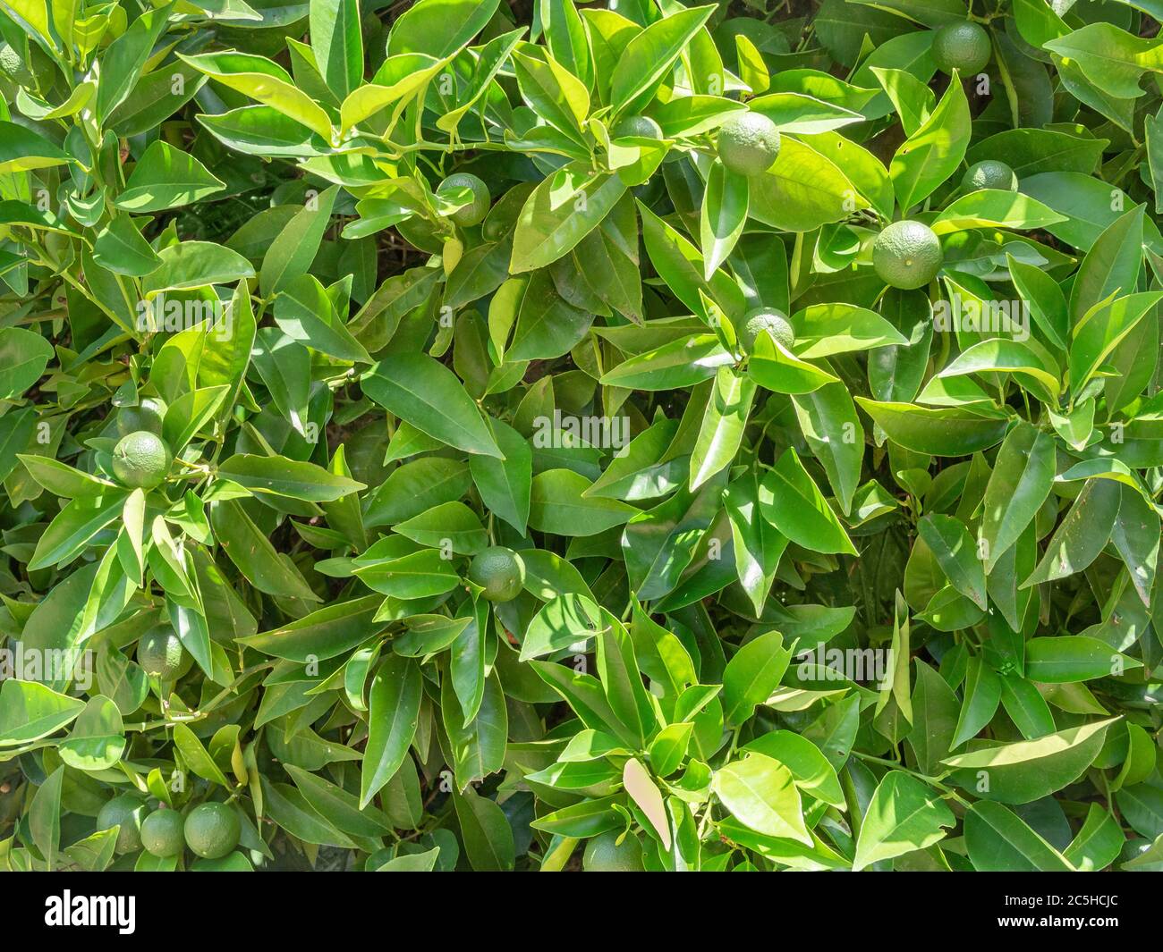 Lime harvest tree hi-res stock photography and images - Alamy