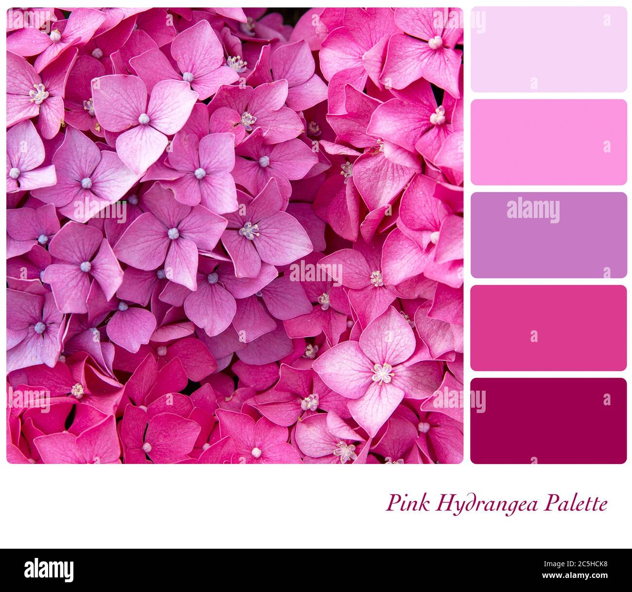Hydrangea flower background colour palette with complimentary colour ...