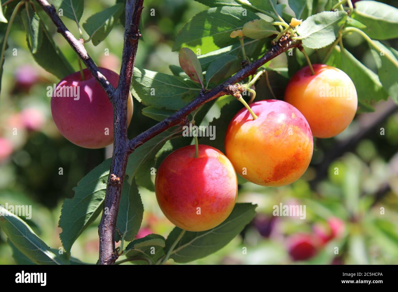 Common plum(Prunus domestica) fruit on plum tree in the garden Stock ...