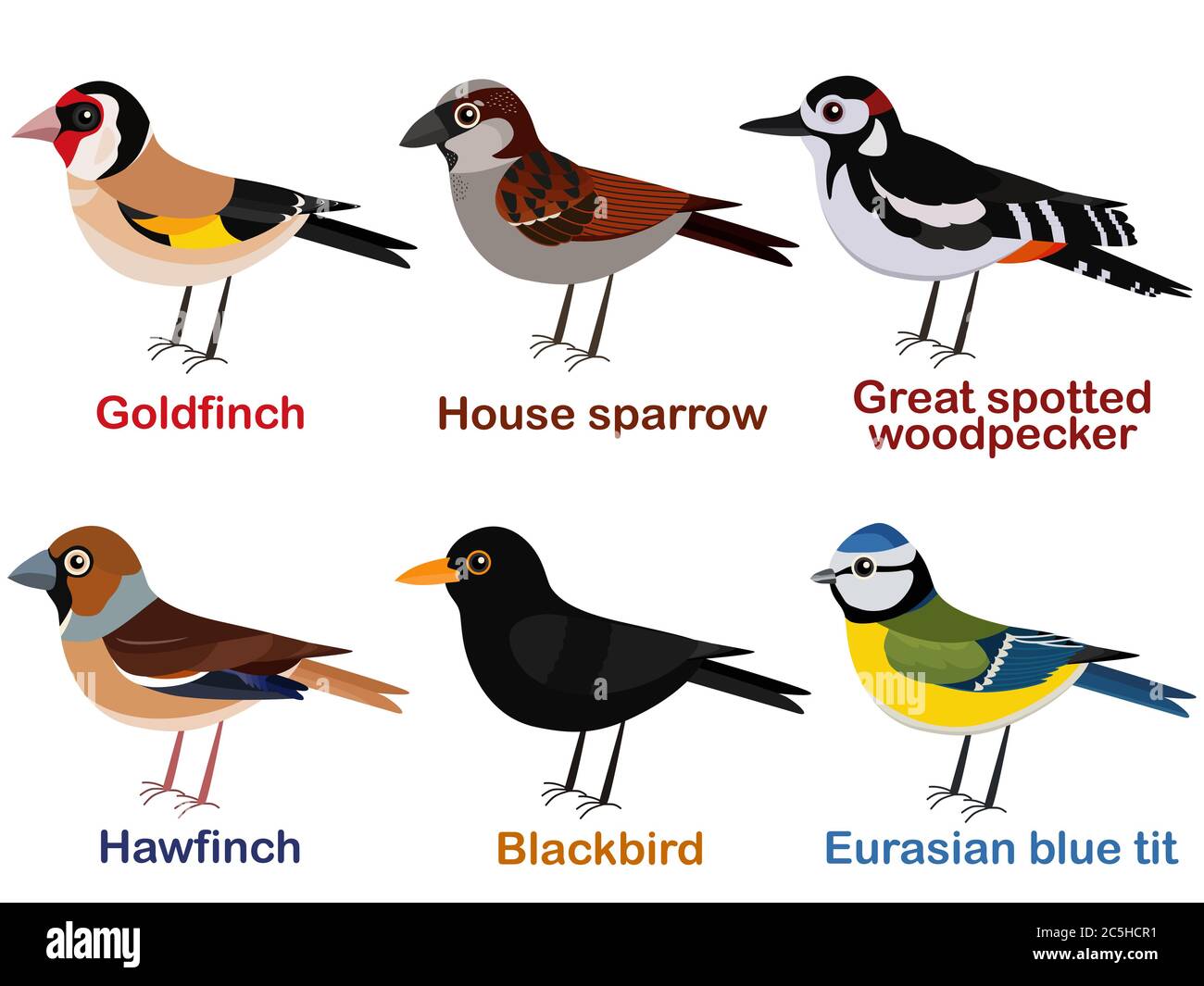 Vector illustration set of cute European bird cartoons - goldfinch ...
