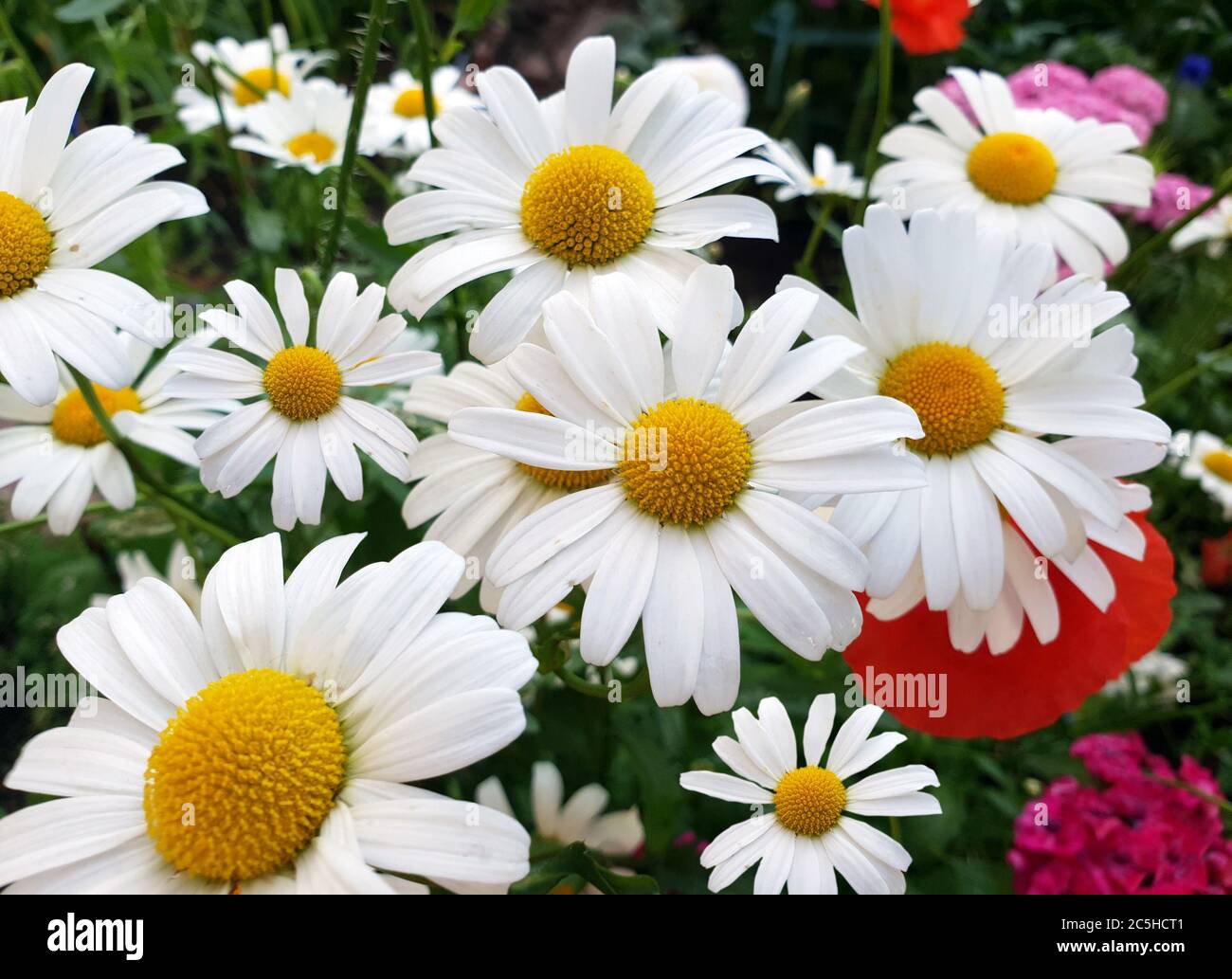 Beautiful large daisies with a white petals Stock Photo - Alamy