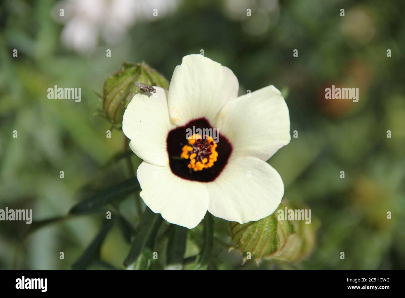 Powis Castle in Wales Stock Photo - Alamy