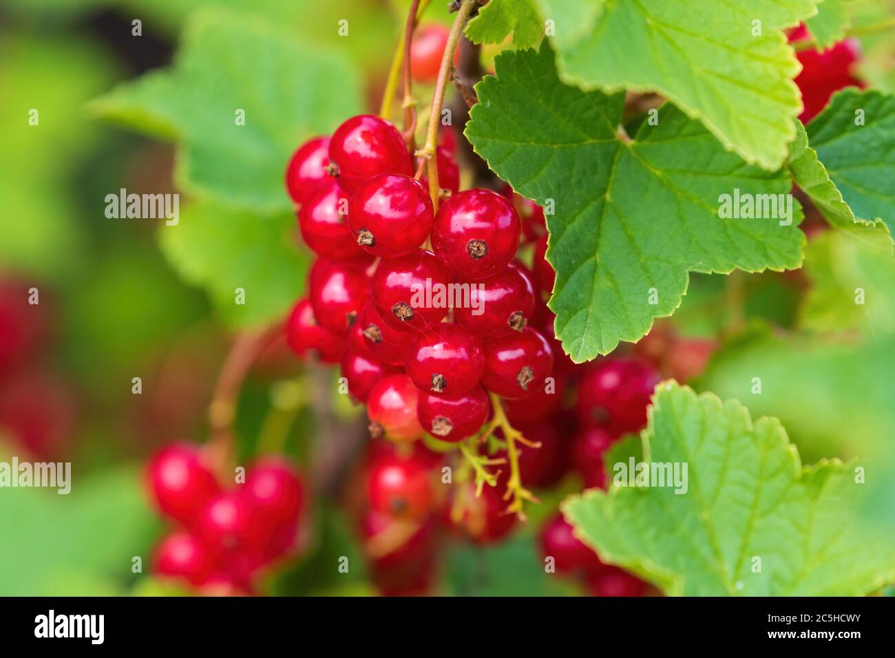 Healthy fruit ribes rubrum plant hi-res stock photography and images ...