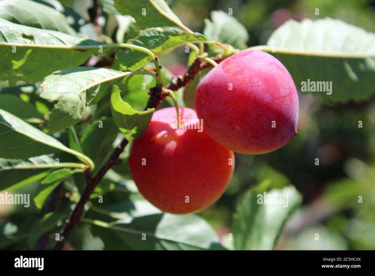 Common plum tree prunus domestica hi-res stock photography and images ...