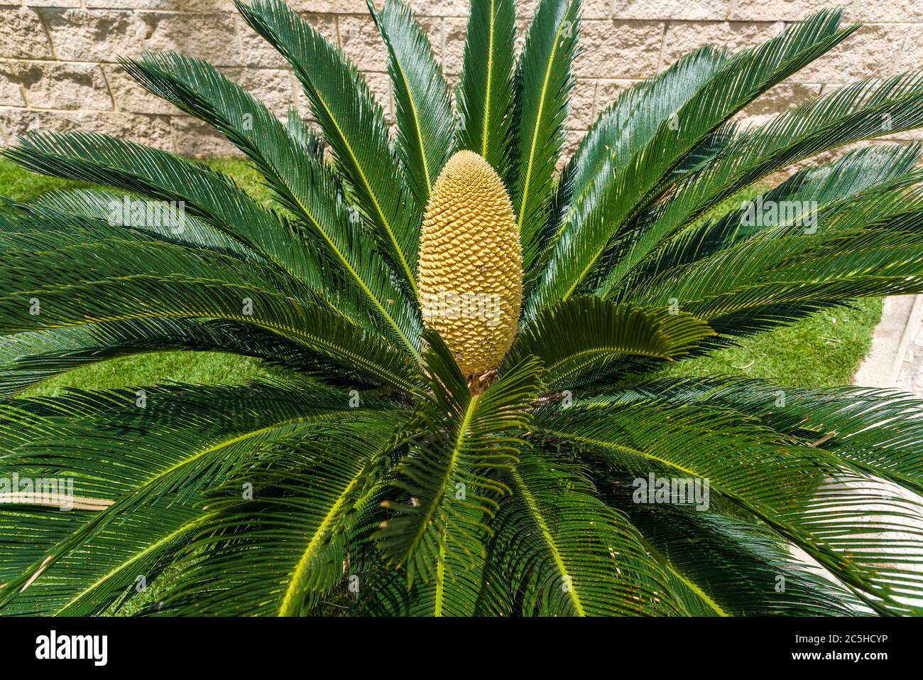 Close up of center of Saga Palm of with green leaves on the Sun. Exotic ...