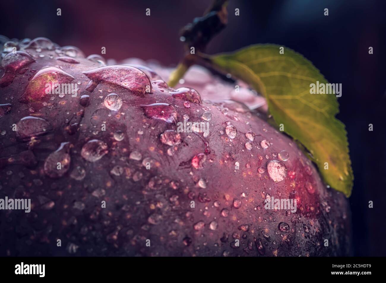 Detail of a plum with water drops, close-up Stock Photo - Alamy