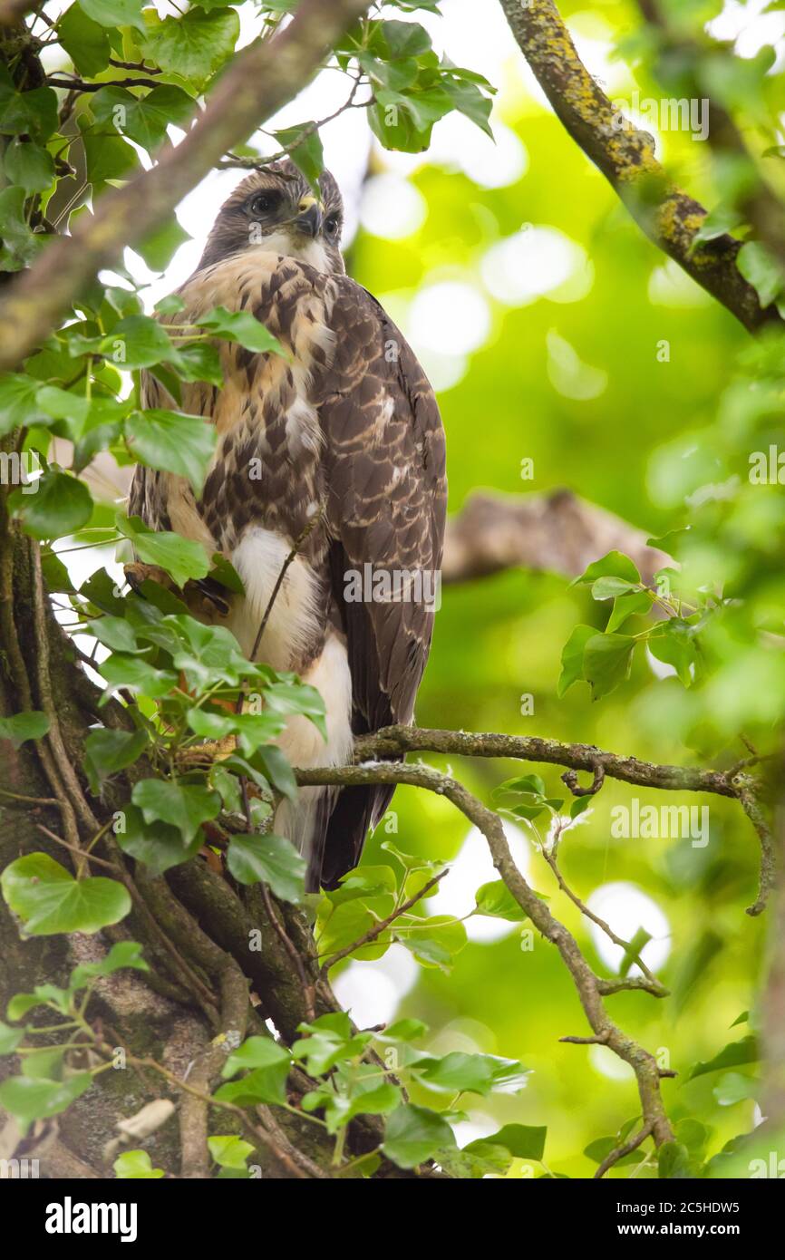 Buzzard chick fully developed and about to leave the nest Stock Photo ...