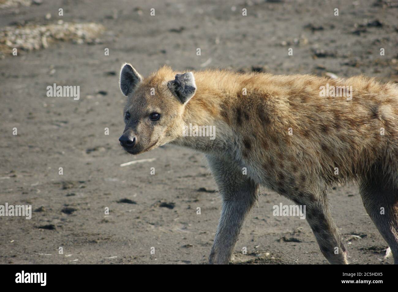 Spotted hyena hunt hi-res stock photography and images - Alamy