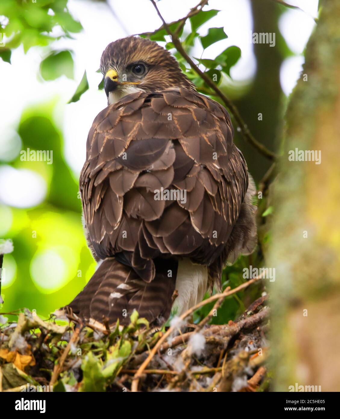 Buzzard chick fully developed and about to leave the nest Stock Photo ...
