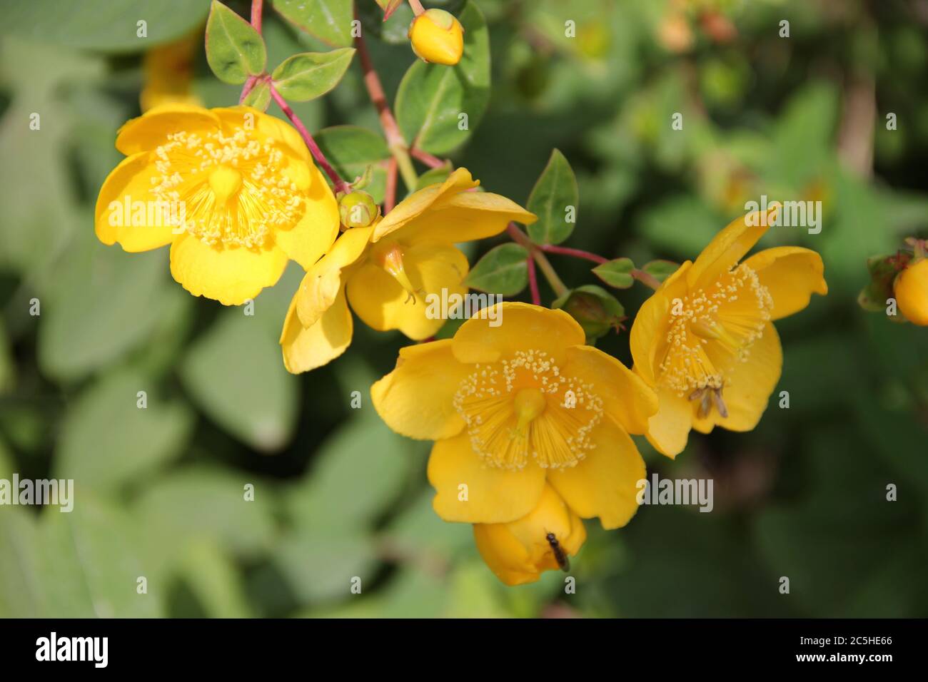 Powis Castle in Wales Stock Photo - Alamy