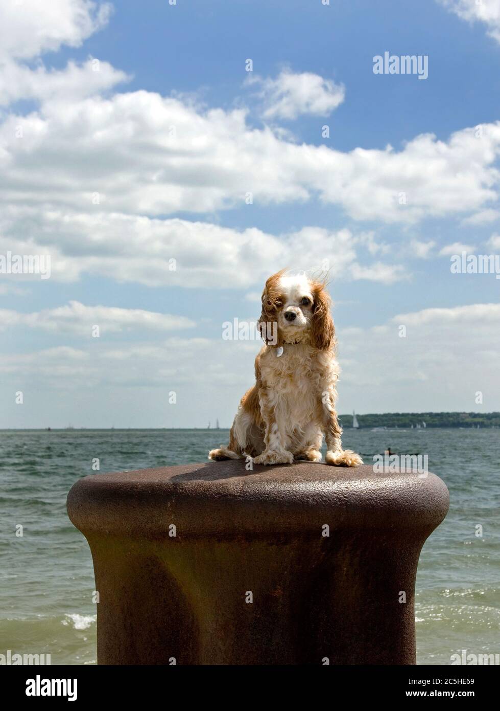Archie the cavalier King Charles Spaniel poses for the camera on a ...