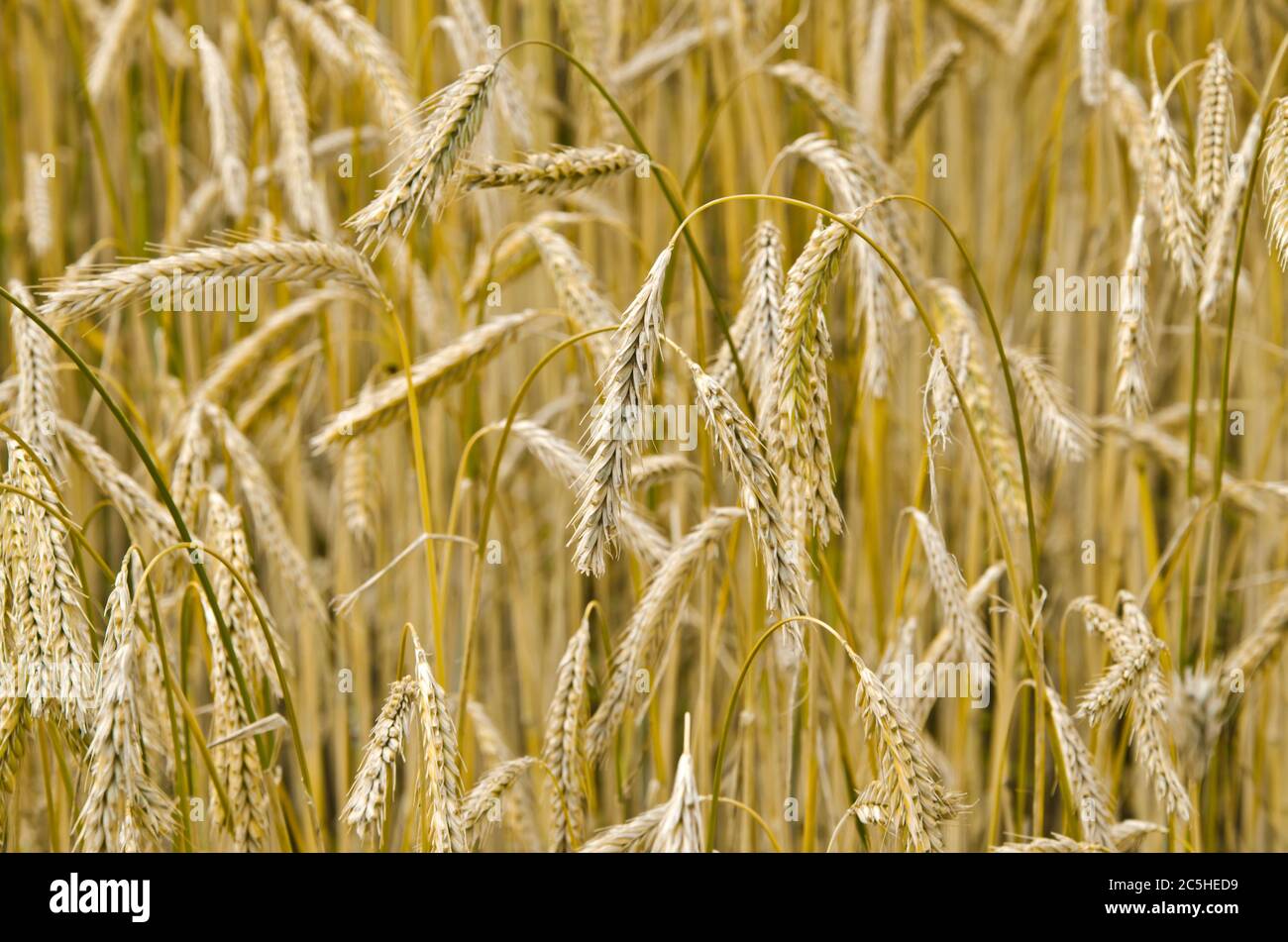 Rye secale cereale grains hi-res stock photography and images - Alamy