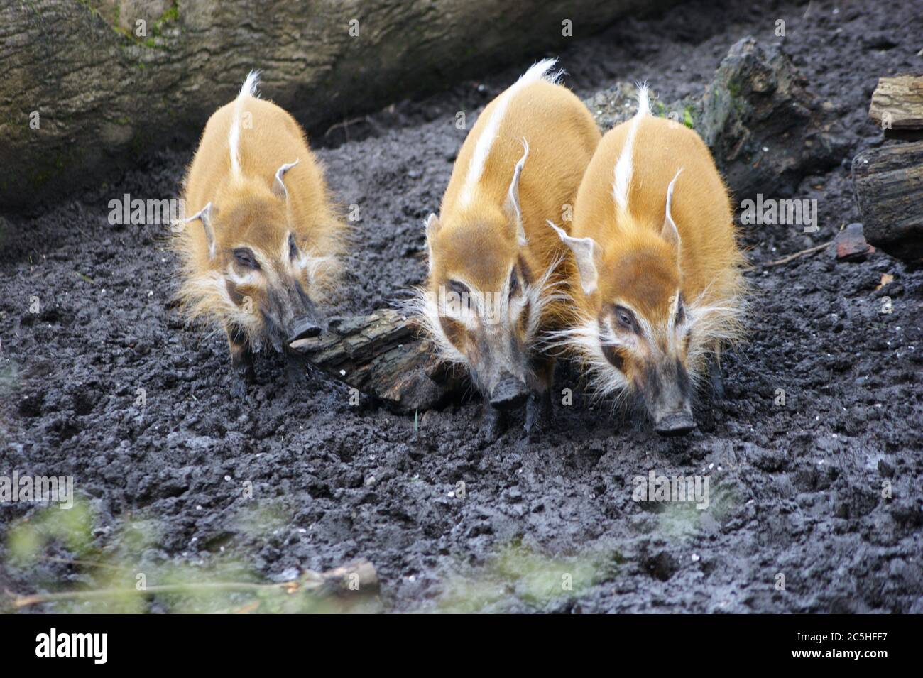 Red River Hoglets Stock Photo - Alamy