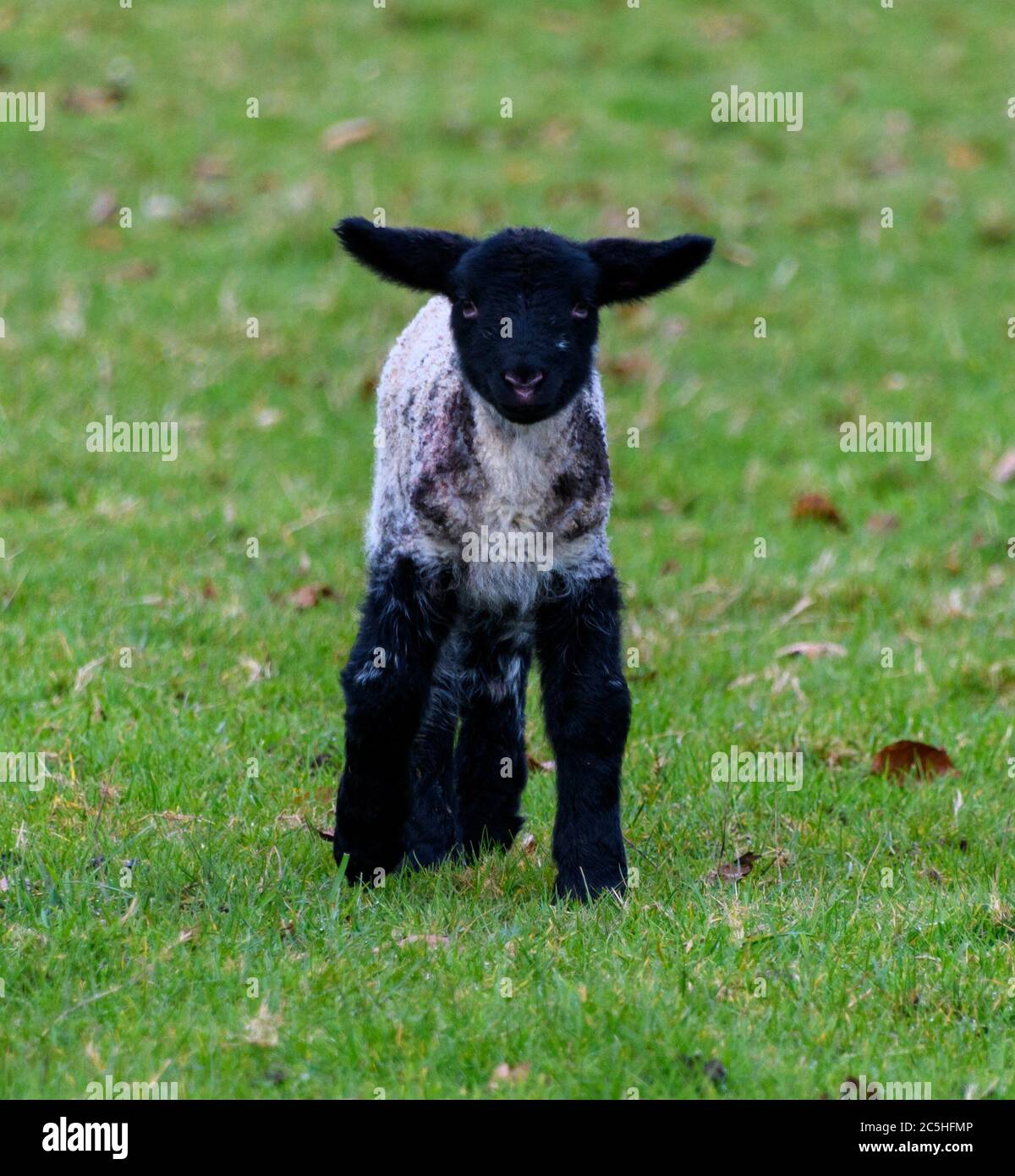 Portrait of a young and cute Kerry Hill sheep lamb Stock Photo - Alamy