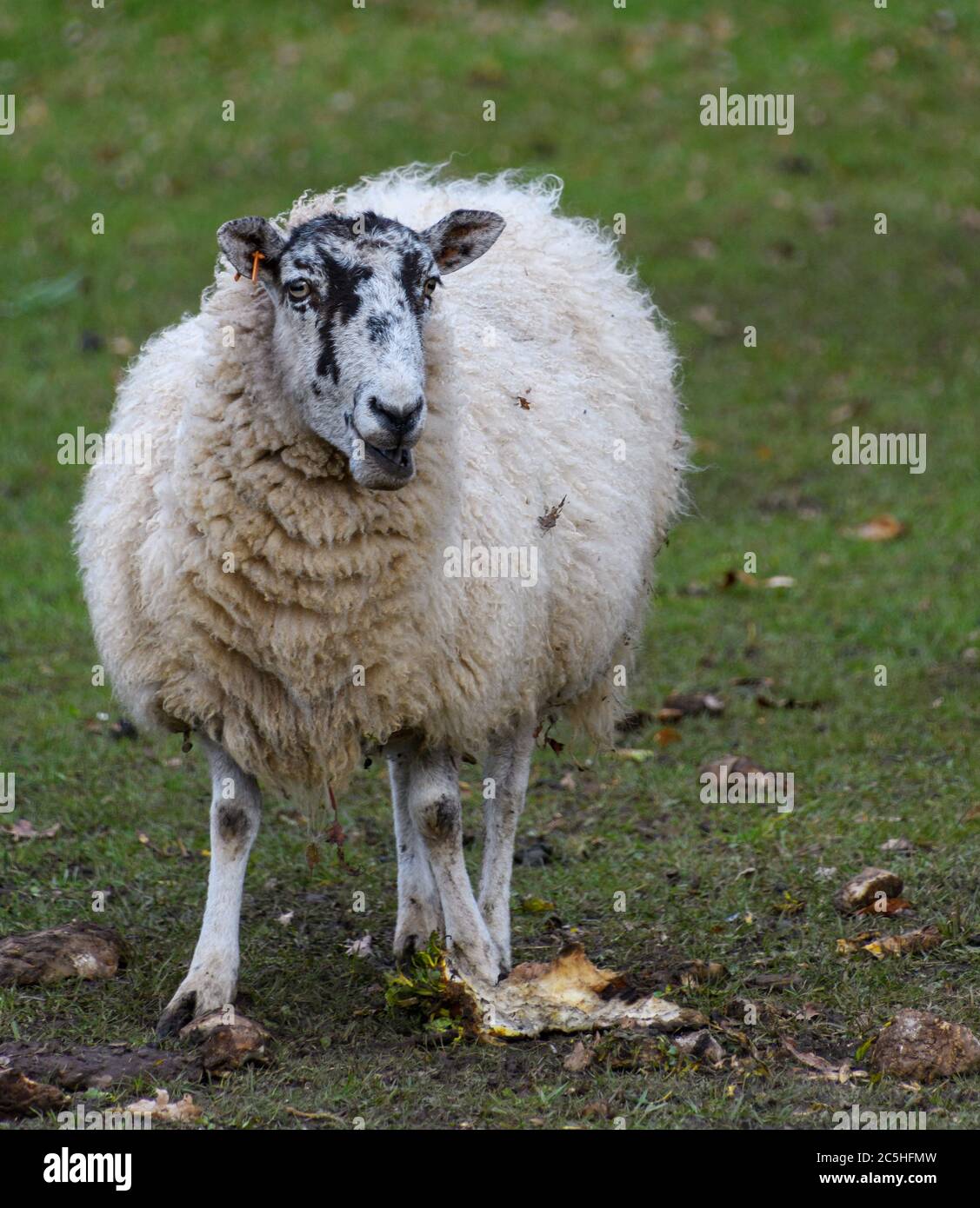 A portrait of a Kerry Hill sheep in a field Stock Photo - Alamy