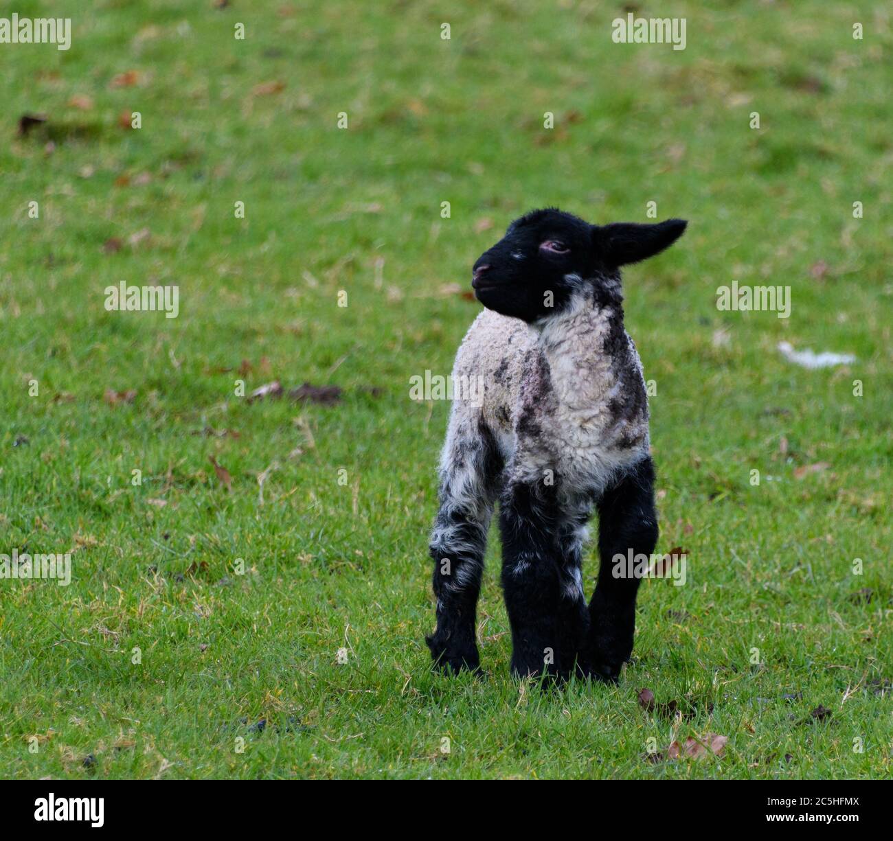 Kerry hill lamb hi-res stock photography and images - Alamy