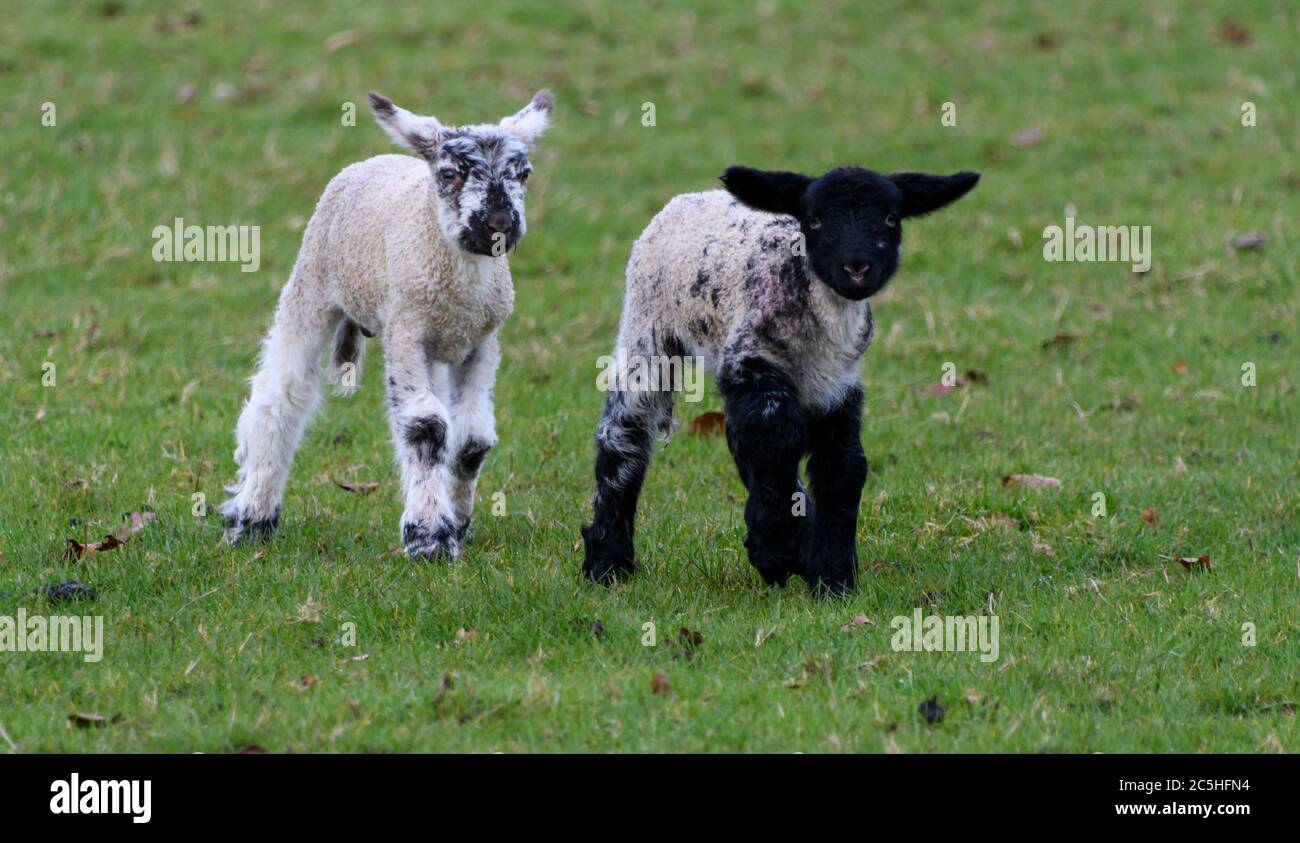 A pair of newborn Kerry Hill sheep lambs in a field Stock Photo - Alamy