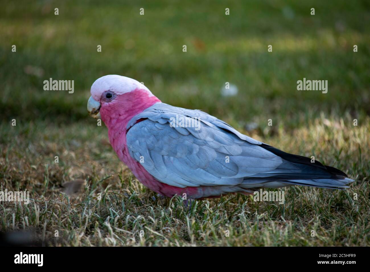 Full length of a pink galah bird on the grass Stock Photo - Alamy
