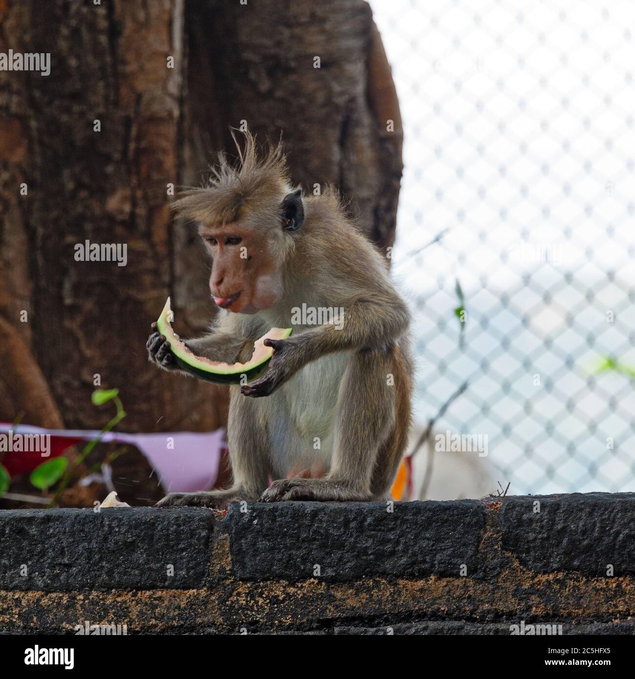 Monkey eating a slice of watermelon Stock Photo - Alamy