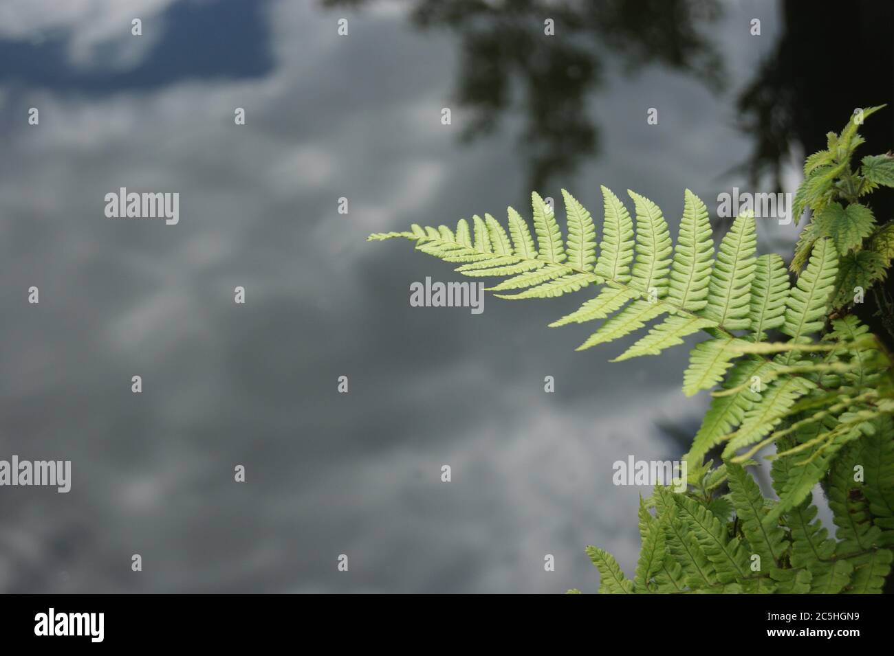A fern curved over water Stock Photo - Alamy
