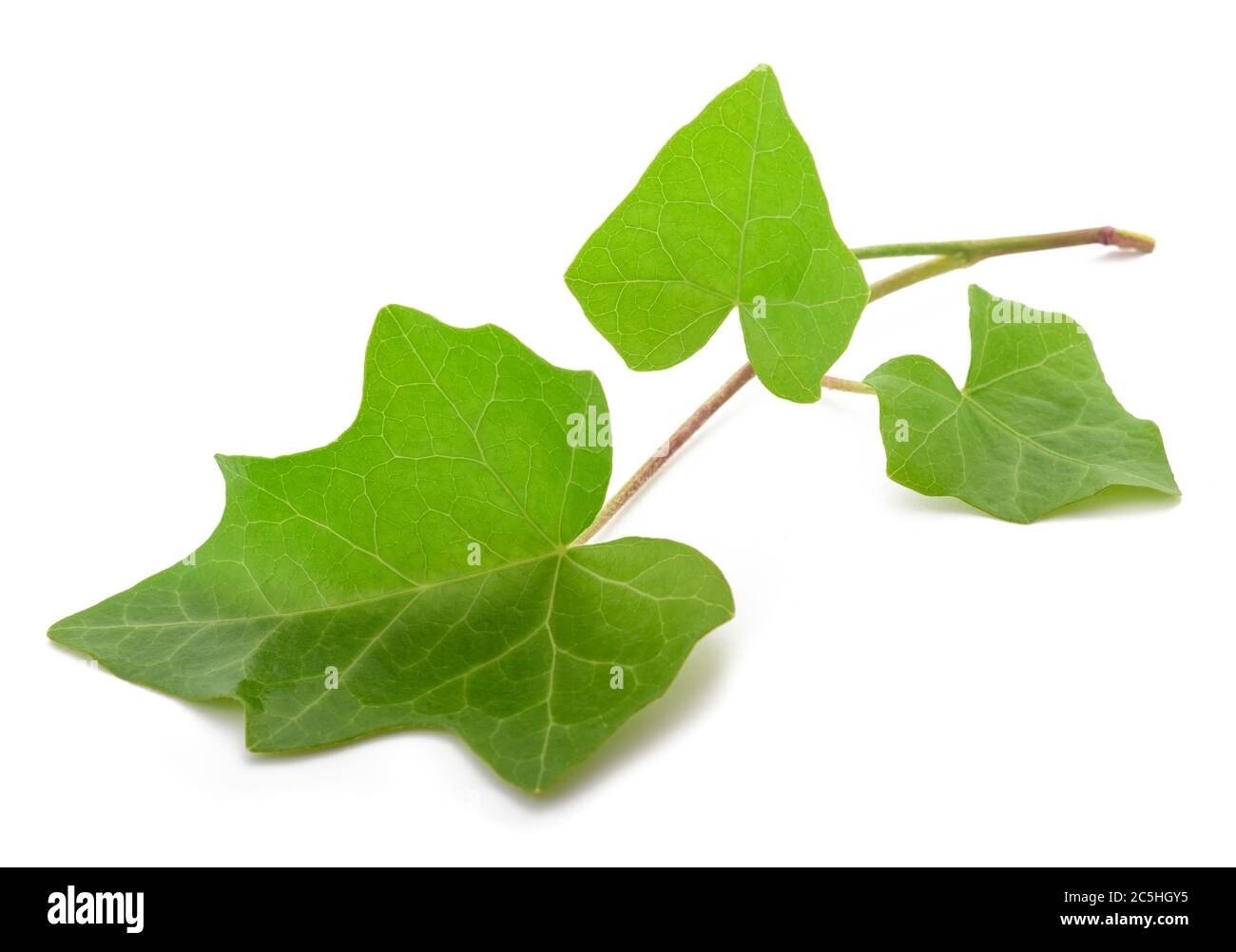 Ivy branch isolated on white background Stock Photo - Alamy