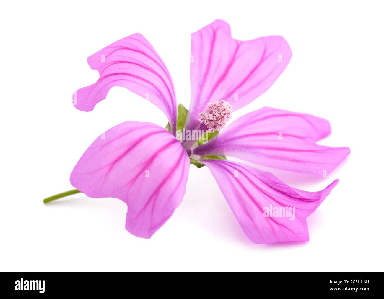 Common Mallow flower (Malva Sylvestris) isolated on white background ...