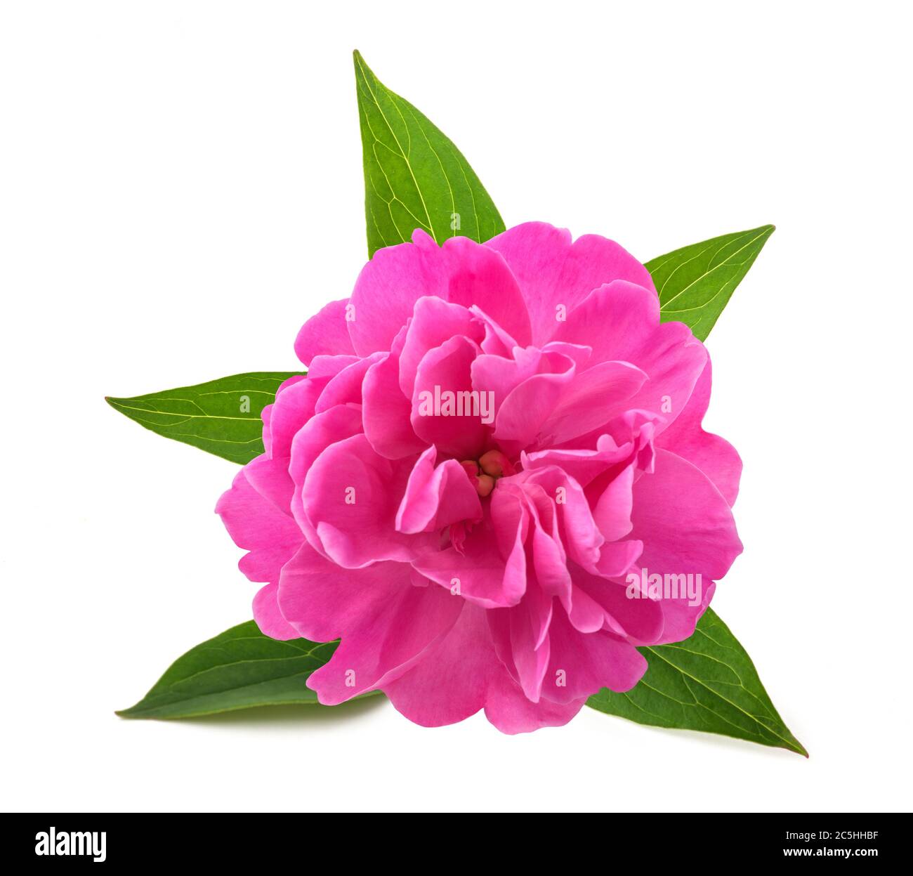 Purple peony Cut Out Stock Images & Pictures - Alamy