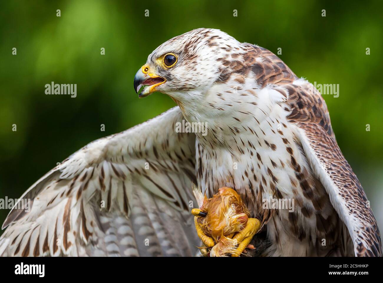 Saker falcon bird of prey eating its kill Stock Photo - Alamy
