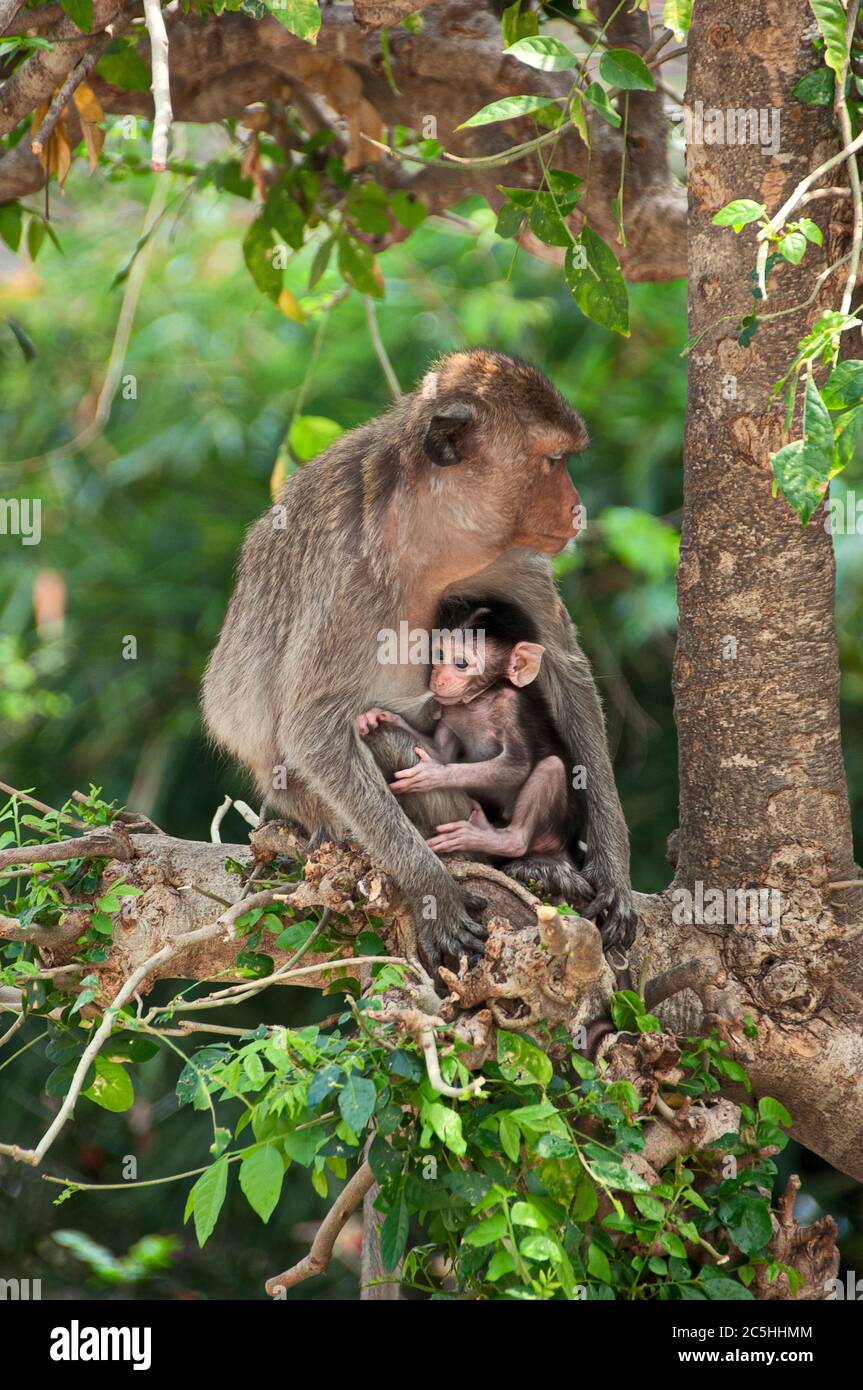 Monkey on top of a tree hugging its baby Stock Photo - Alamy