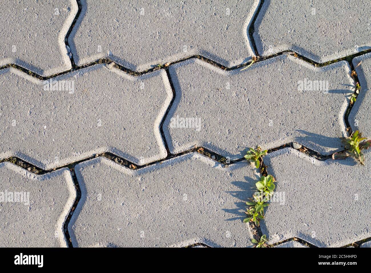 Closeup of gray concrete yard pavement slabs and young little green ...