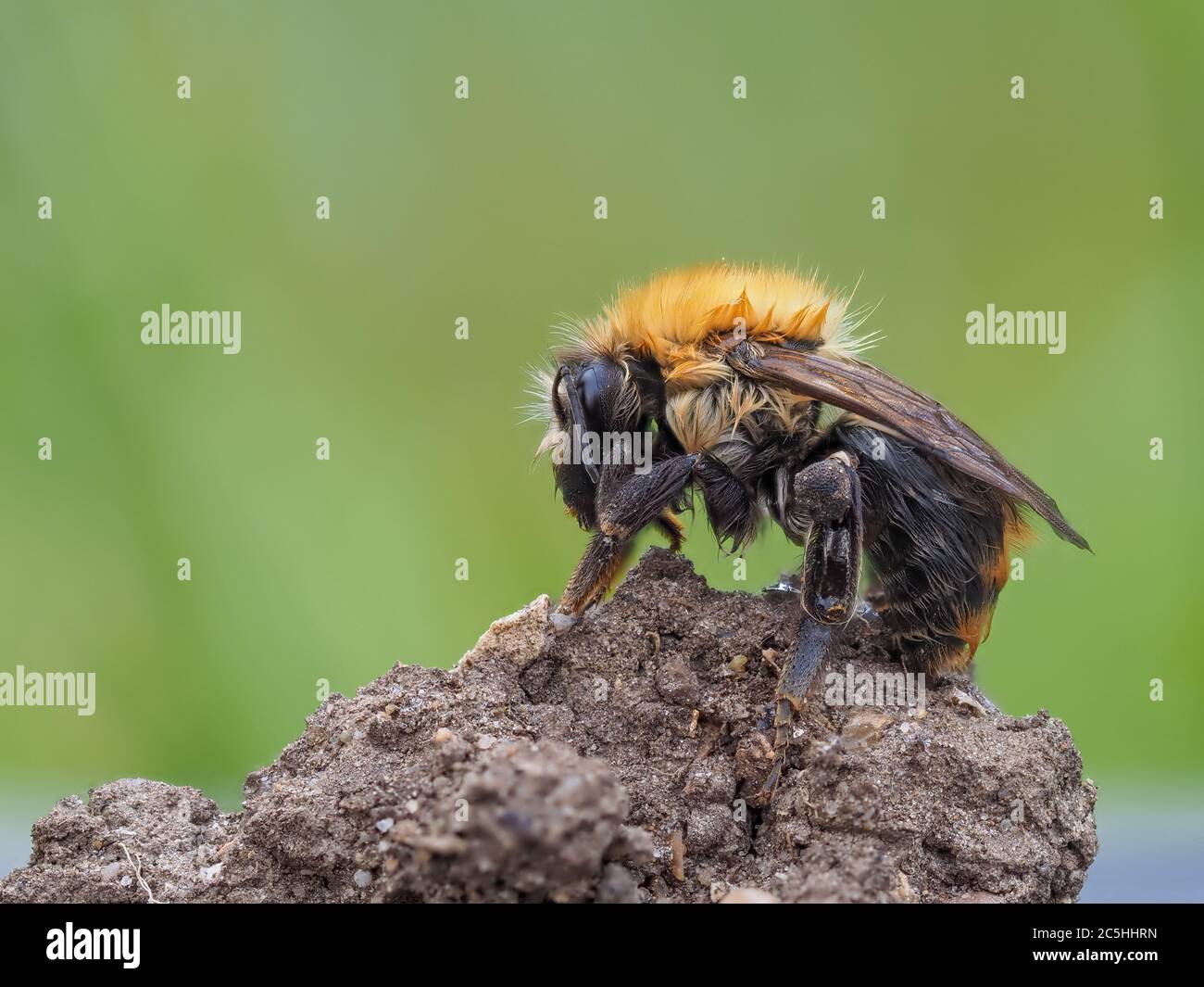 Common Carder Bee, Bombus pascuorum Stock Photo - Alamy