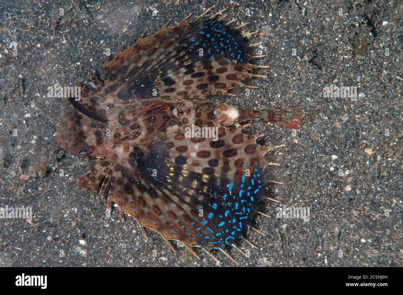 Flying Gurnard, Dactyloptena orientalis, with open pectoral fins, Retak ...