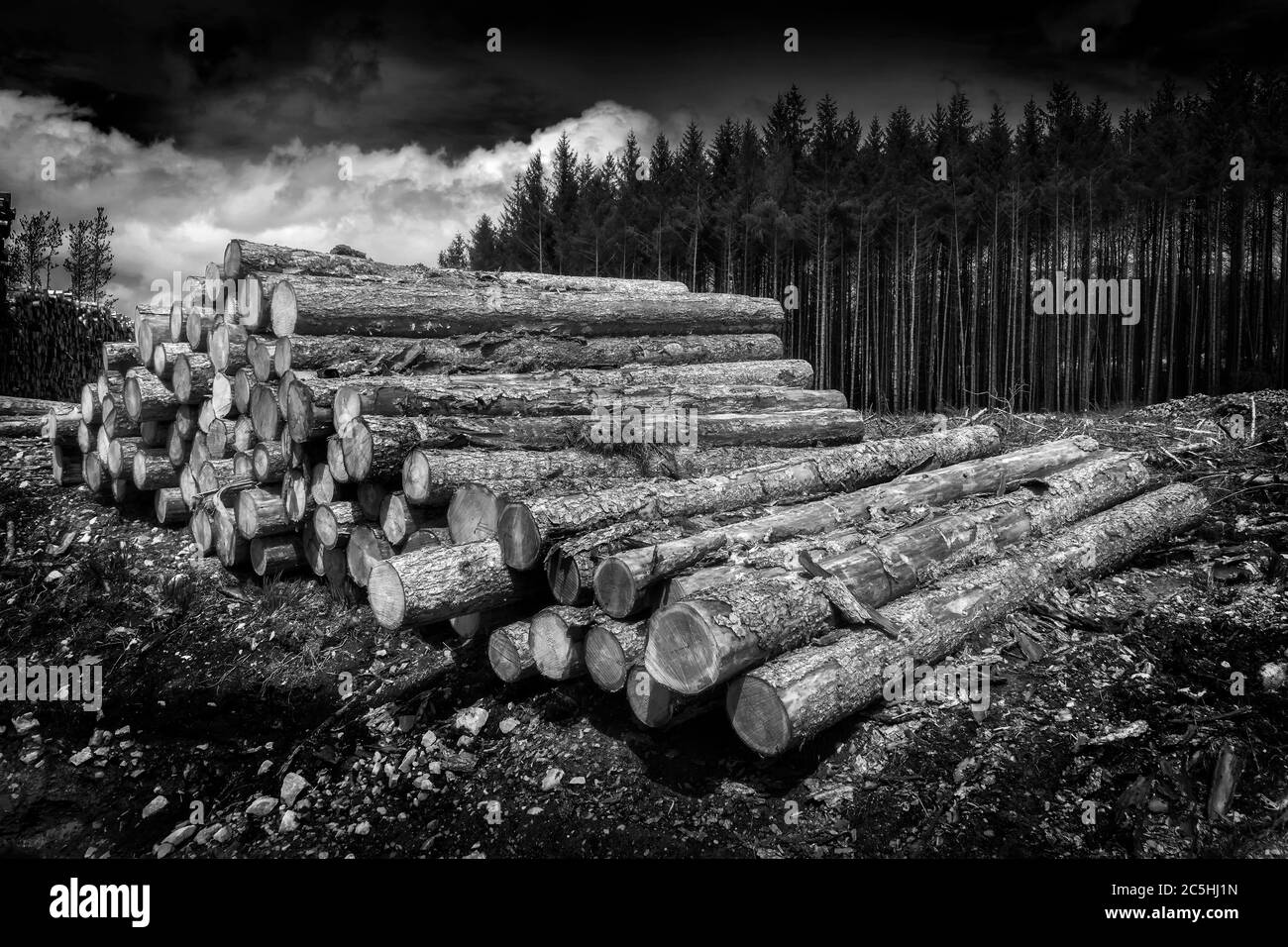 Forest pine trees logs felled by the logging timber industry black and ...