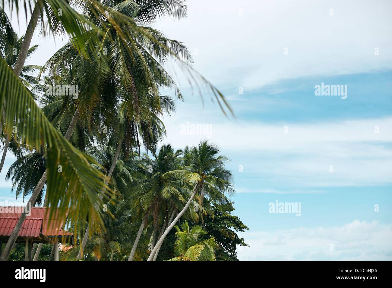 Tropical coconut palm trees on the seacoast and blue sky perspective ...