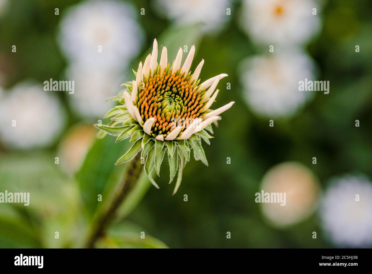 Coneflower up close hi-res stock photography and images - Alamy