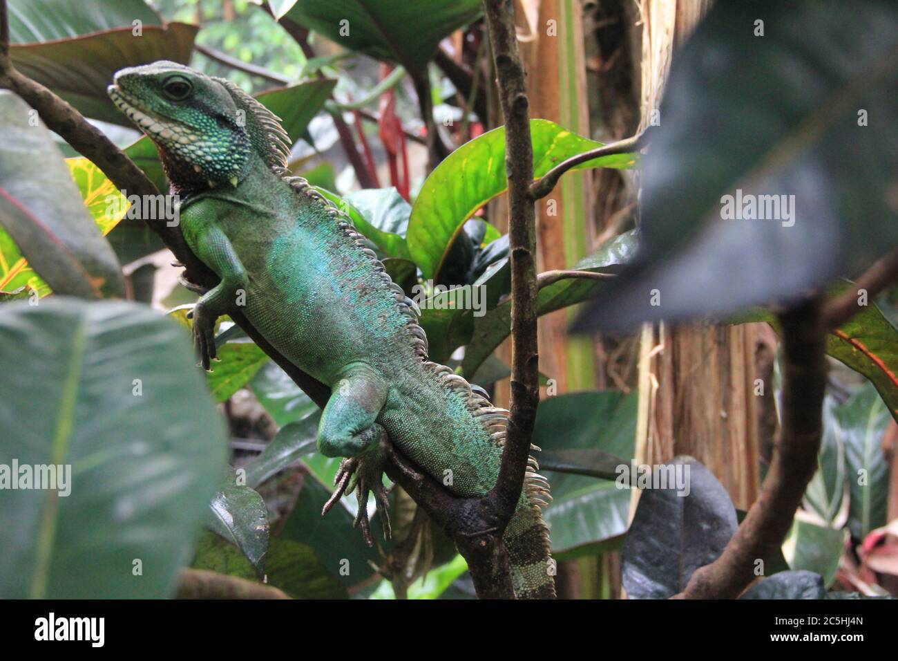 Iguana in puerto rico in hi-res stock photography and images - Alamy