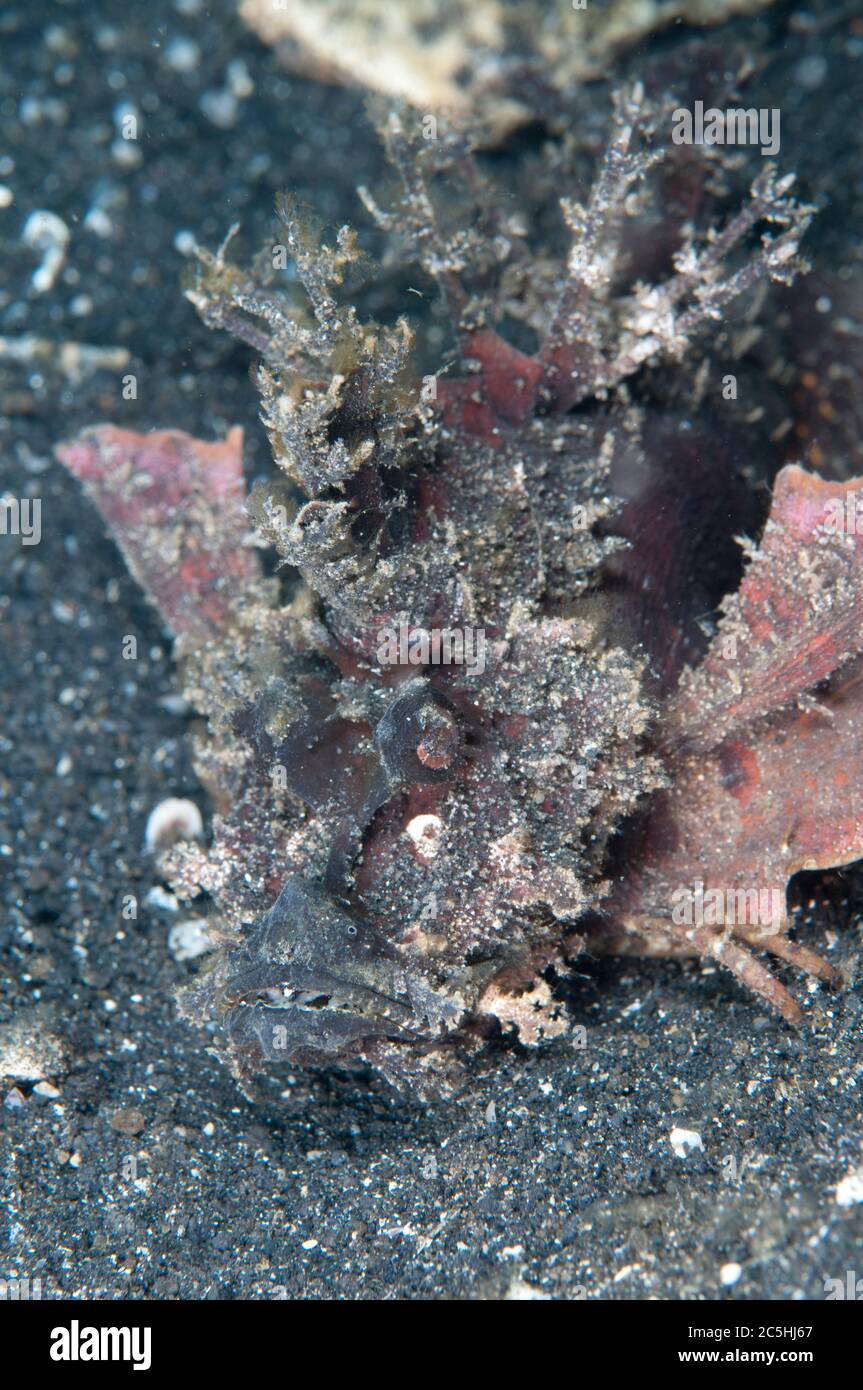 Spiny Devilfish, Inimicus didactylus, with spines, Hairball dive site ...