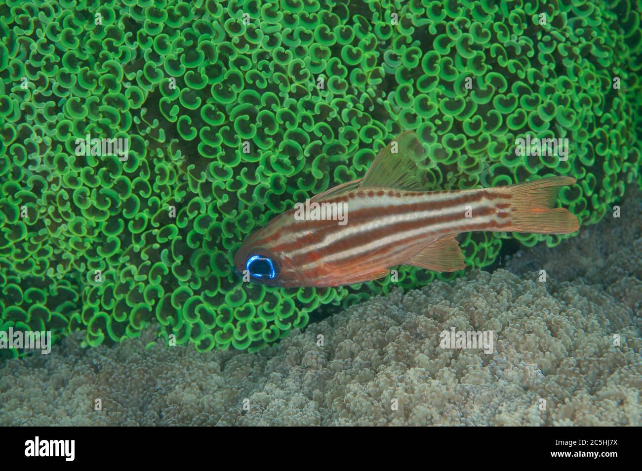Split-banded Cardinalfish, Ostorhinchus compressus, by Hammer Coral ...