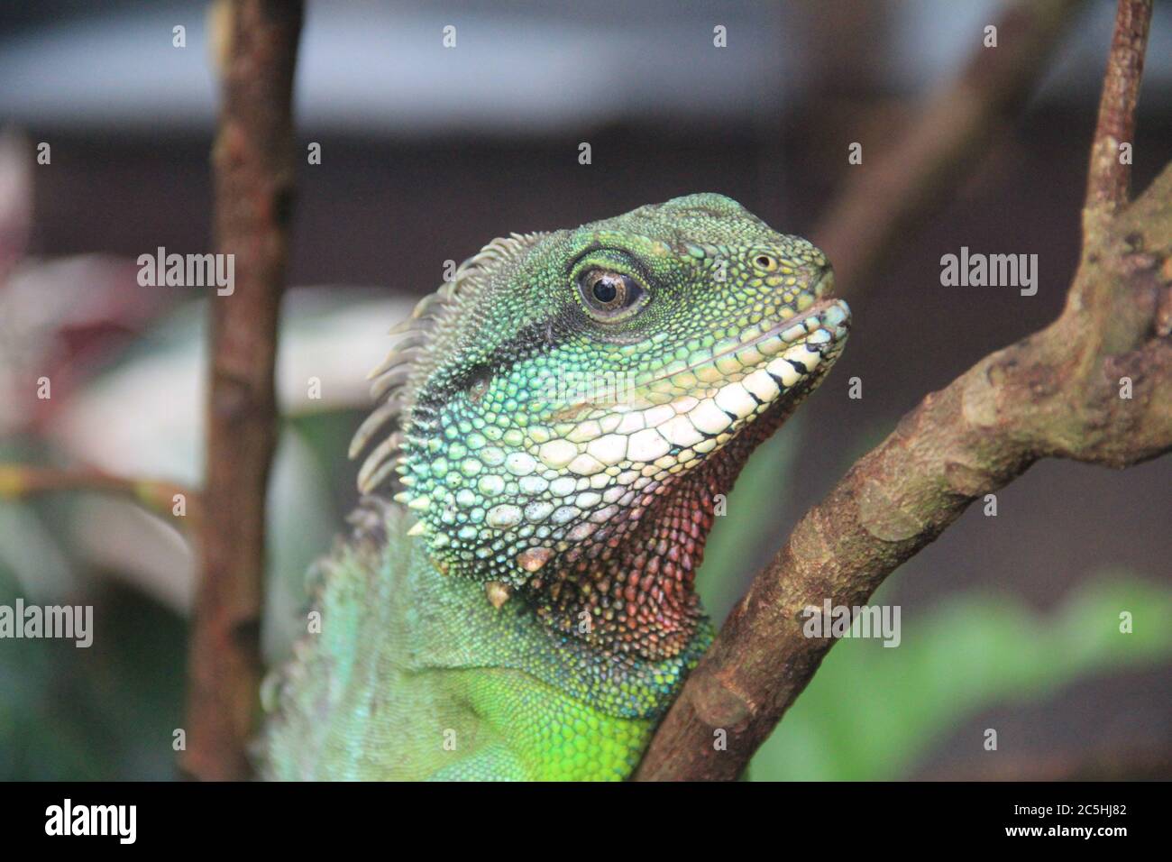 Powerful tails and claws hi-res stock photography and images - Alamy