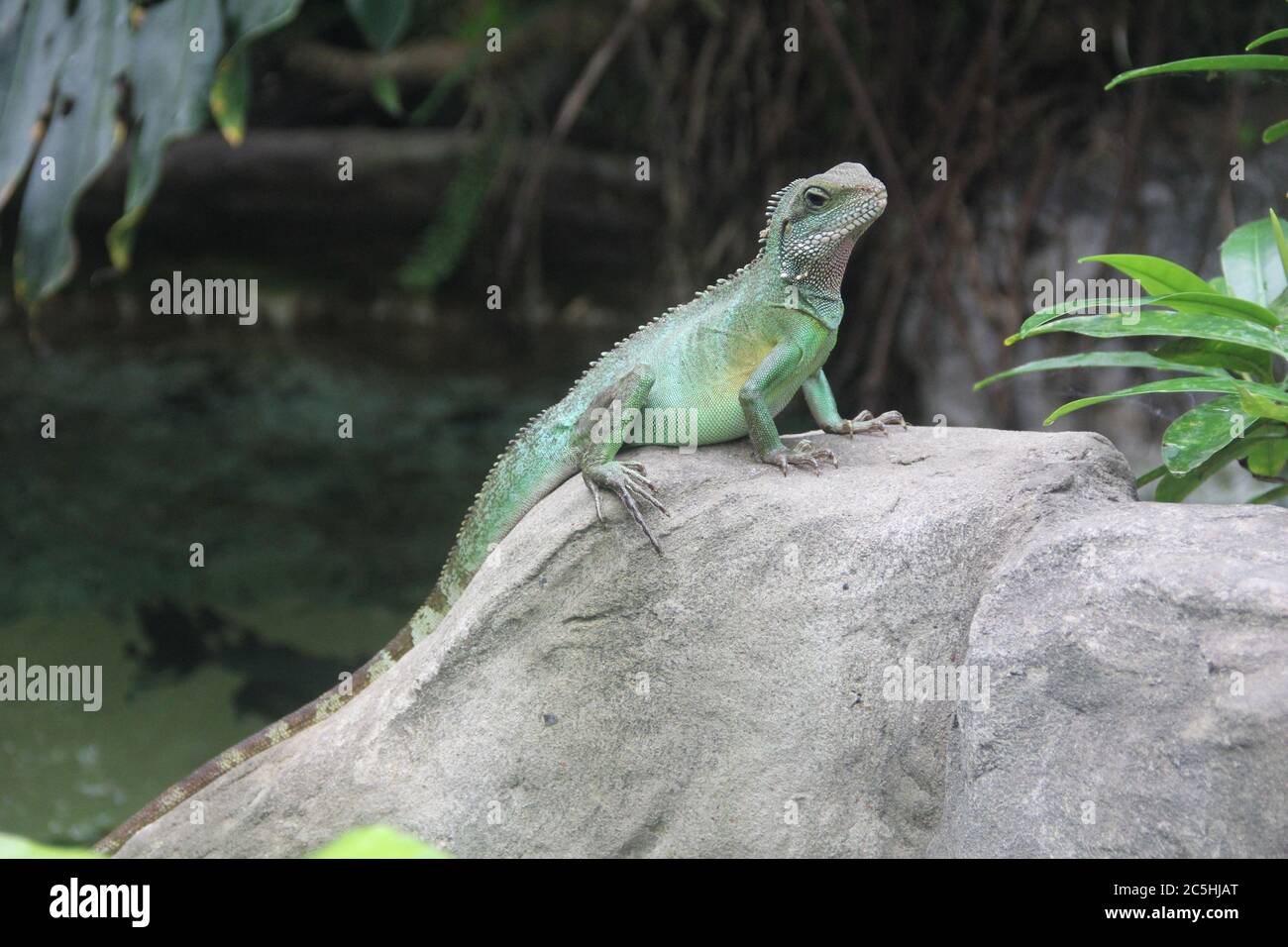 Iguana in puerto rico in hi-res stock photography and images - Alamy