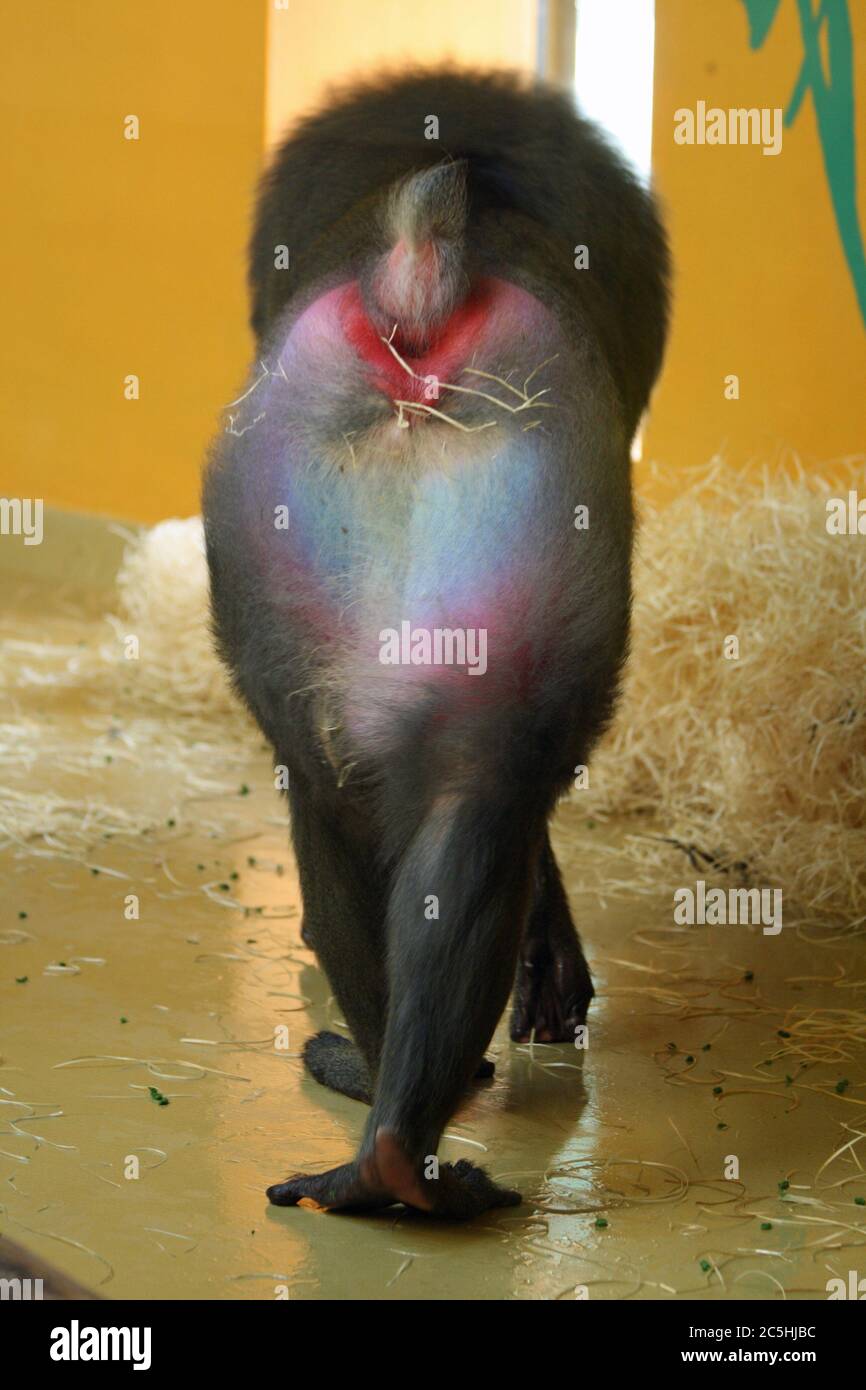 Mandrill affe hi-res stock photography and images - Alamy